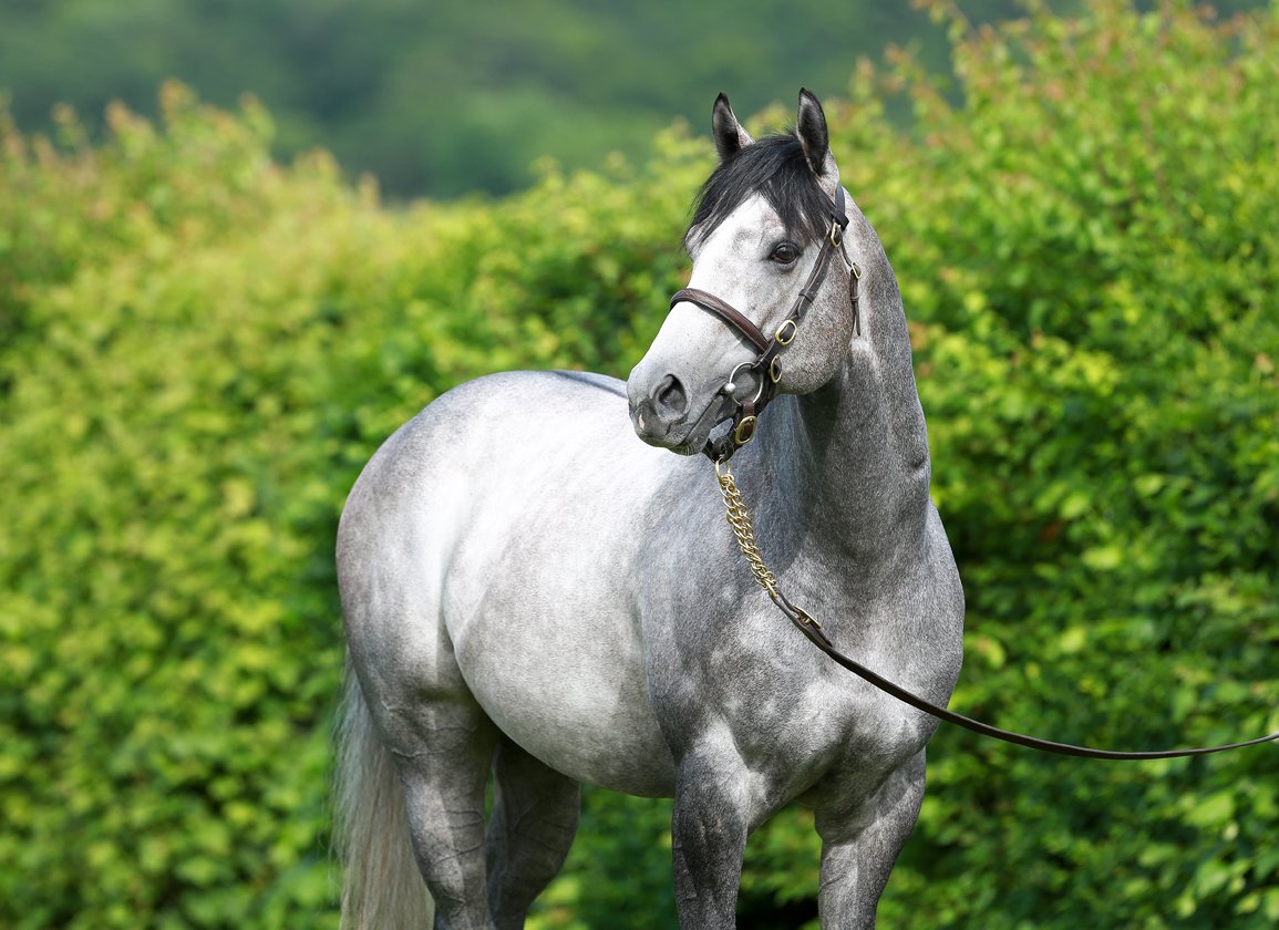 Début de saison canon pour Havana Grey qui vise le record de Mehmas ...
