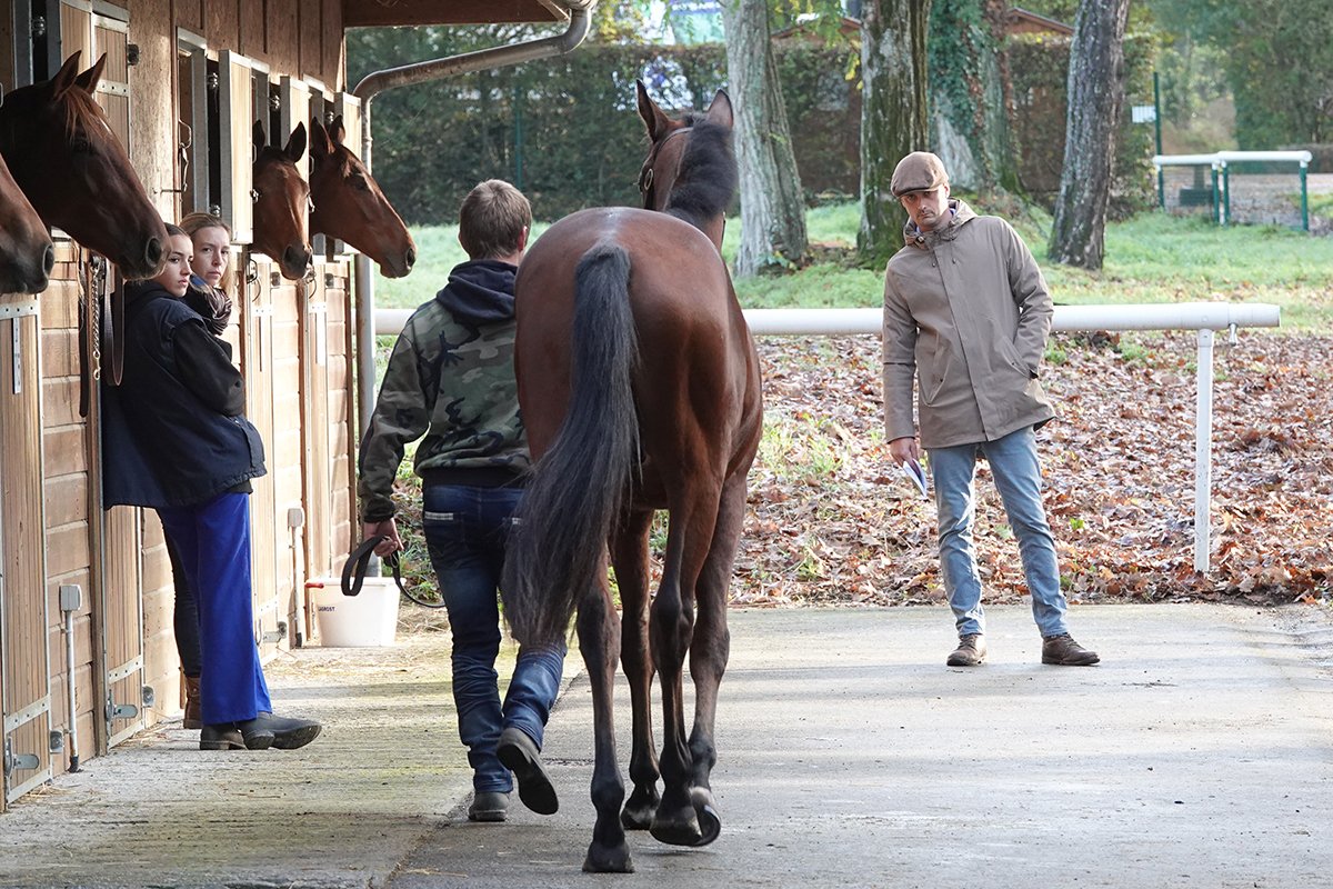 Vente 100% Obstacle Osarus: la fièvre Cokoriko pour Davide Satalia "bis ...