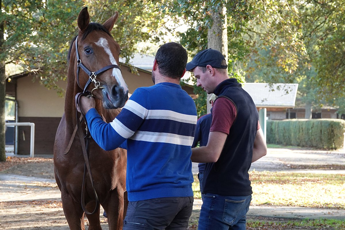 Vente 100% Obstacle Osarus: la fièvre Cokoriko pour Davide Satalia "bis ...