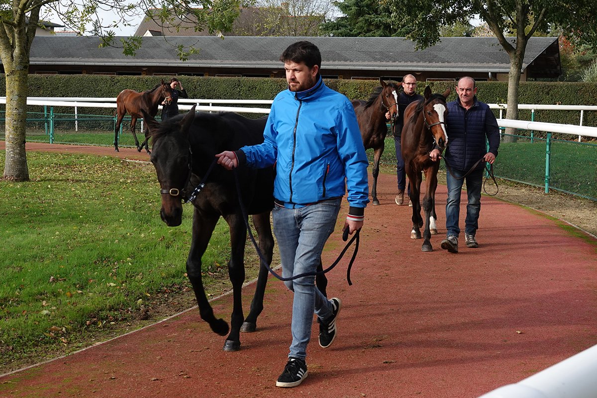 Vente 100% Obstacle Osarus: la fièvre Cokoriko pour Davide Satalia "bis ...