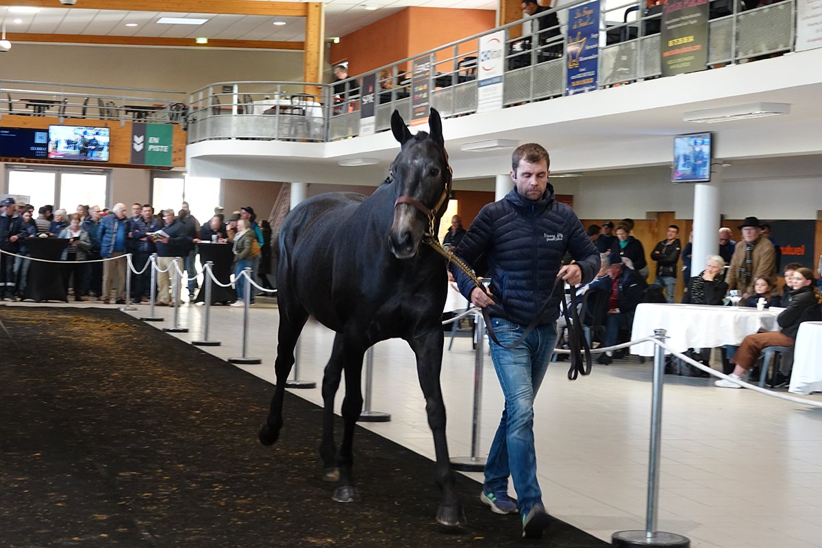 Vente 100% Obstacle Osarus: la fièvre Cokoriko pour Davide Satalia "bis ...