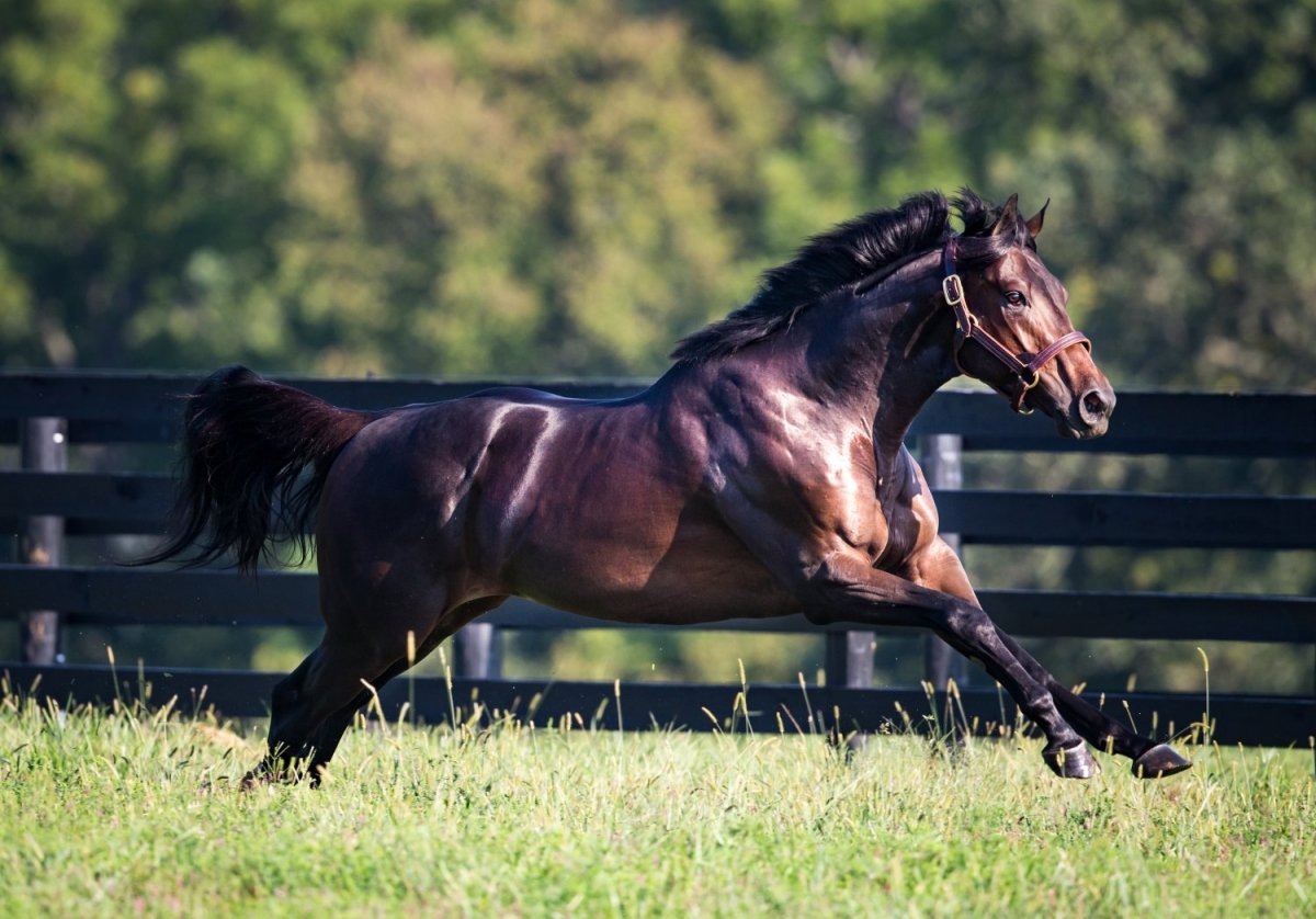 Lauréat des 2.000 Guinées allemandes, Angers offre un 1er Groupe à ...