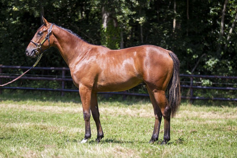 Ace Impact : sa seule soeur en vidéo chez Marie Illegems, une famille ...