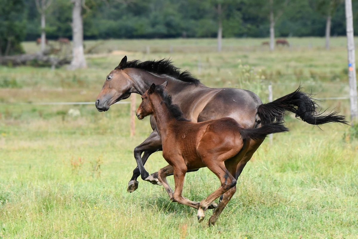 Maud Le Gall signe son 1er coup de 2 à Pau avec ses 2 partants du jour ...