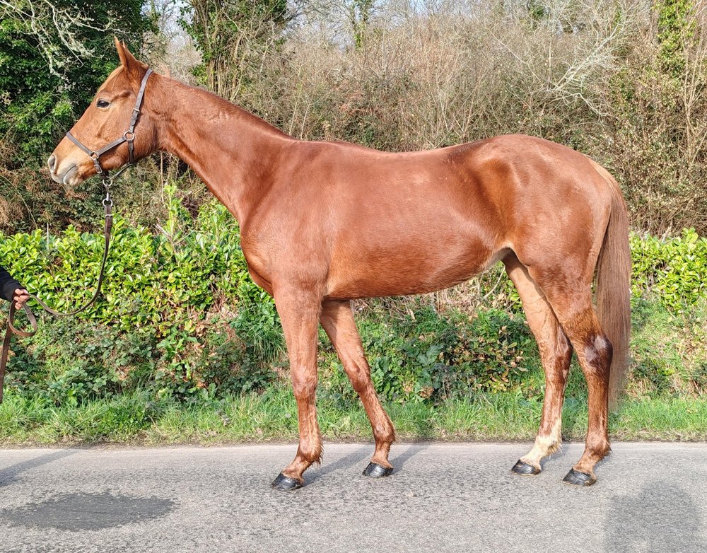 Vente de Janvier Auctav : 2 gagnants et des soeurs de chevaux de Gr.1 ...