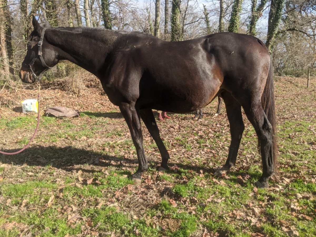 Impaire Et Passe de retour au plus haut niveau dans l'Aintree Hurdle ...