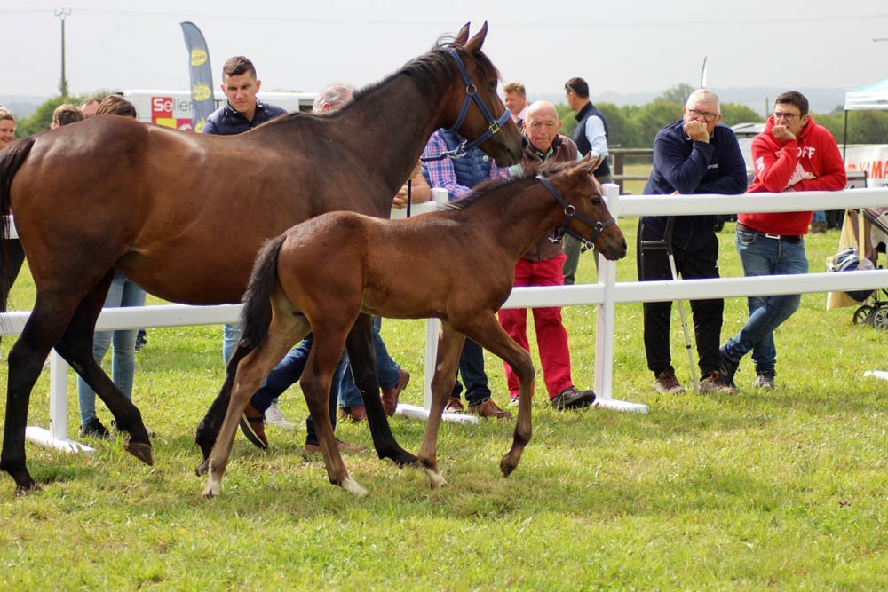 Breizh Foal Show & Poneys au Galop à Saint-Brieuc: deux événements en ...