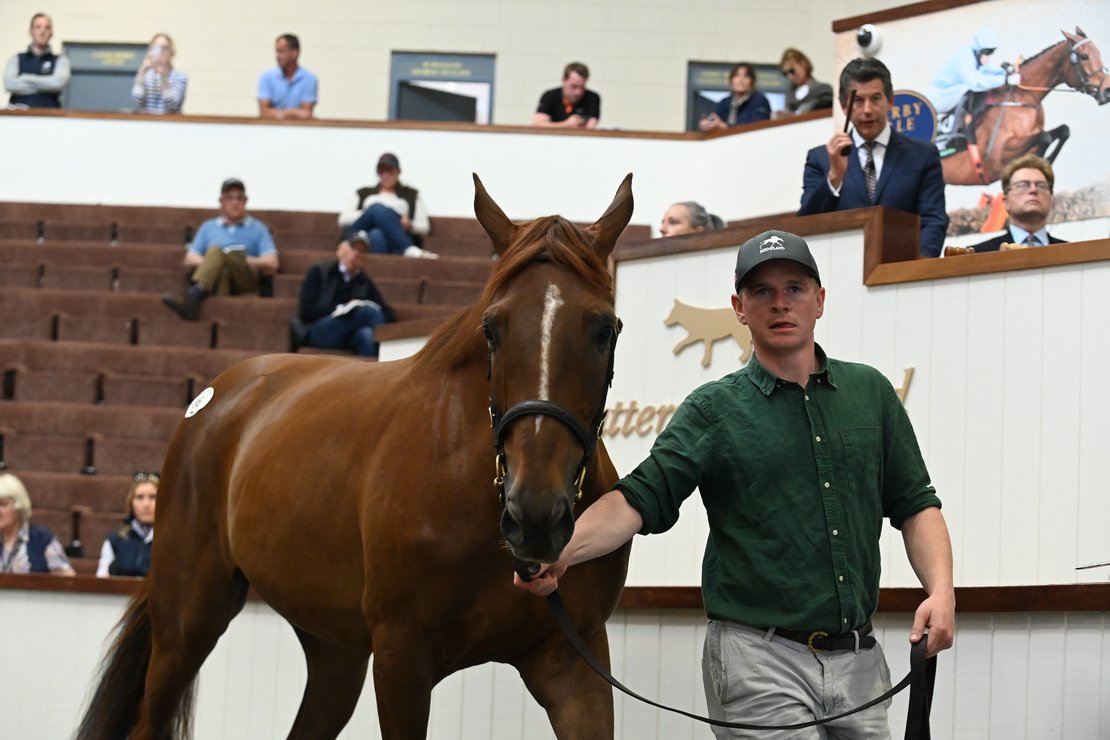 50e Derby Sale de Tattersalls Ireland : les étalons français ont le ...