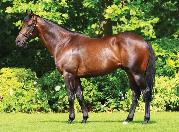 Semaine des Étalons: encore un peu plus de galon pour Muhaarar - France ...