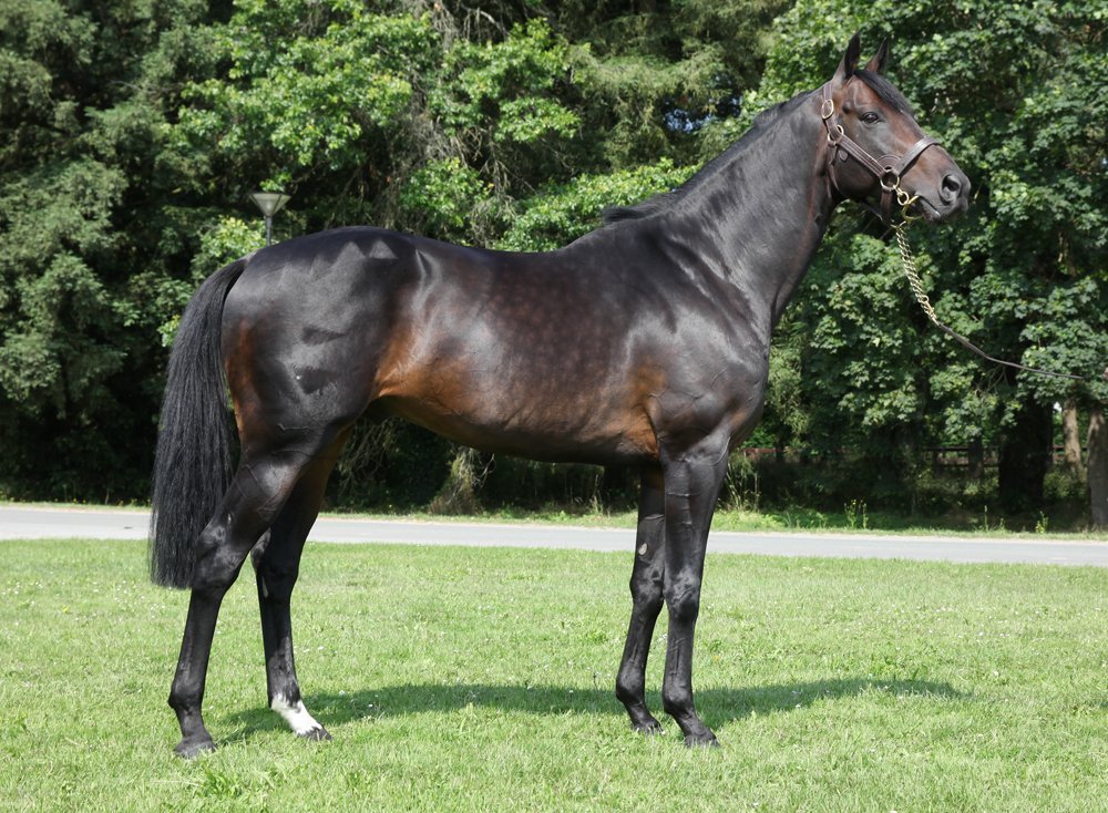 L'AQPS Voiladenuo de retour en Anjou en 2025, au Haras de la Tricolière ...