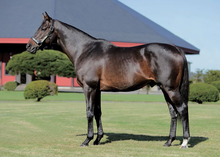 Cutha fait triompher l'étalon japonais Victoire Pisa devant les 60.000 ...