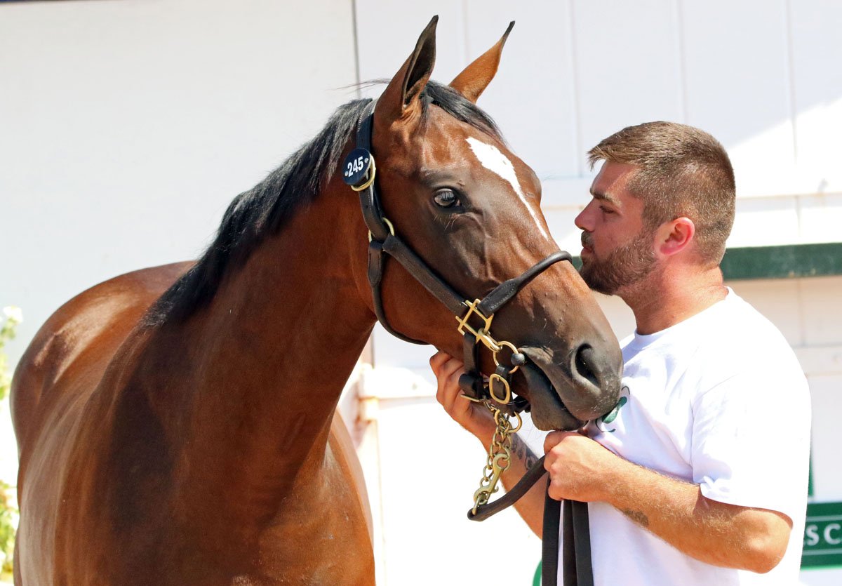ARQANA : le Who's Who de la vente de yearlings d'août 2025 - France sire