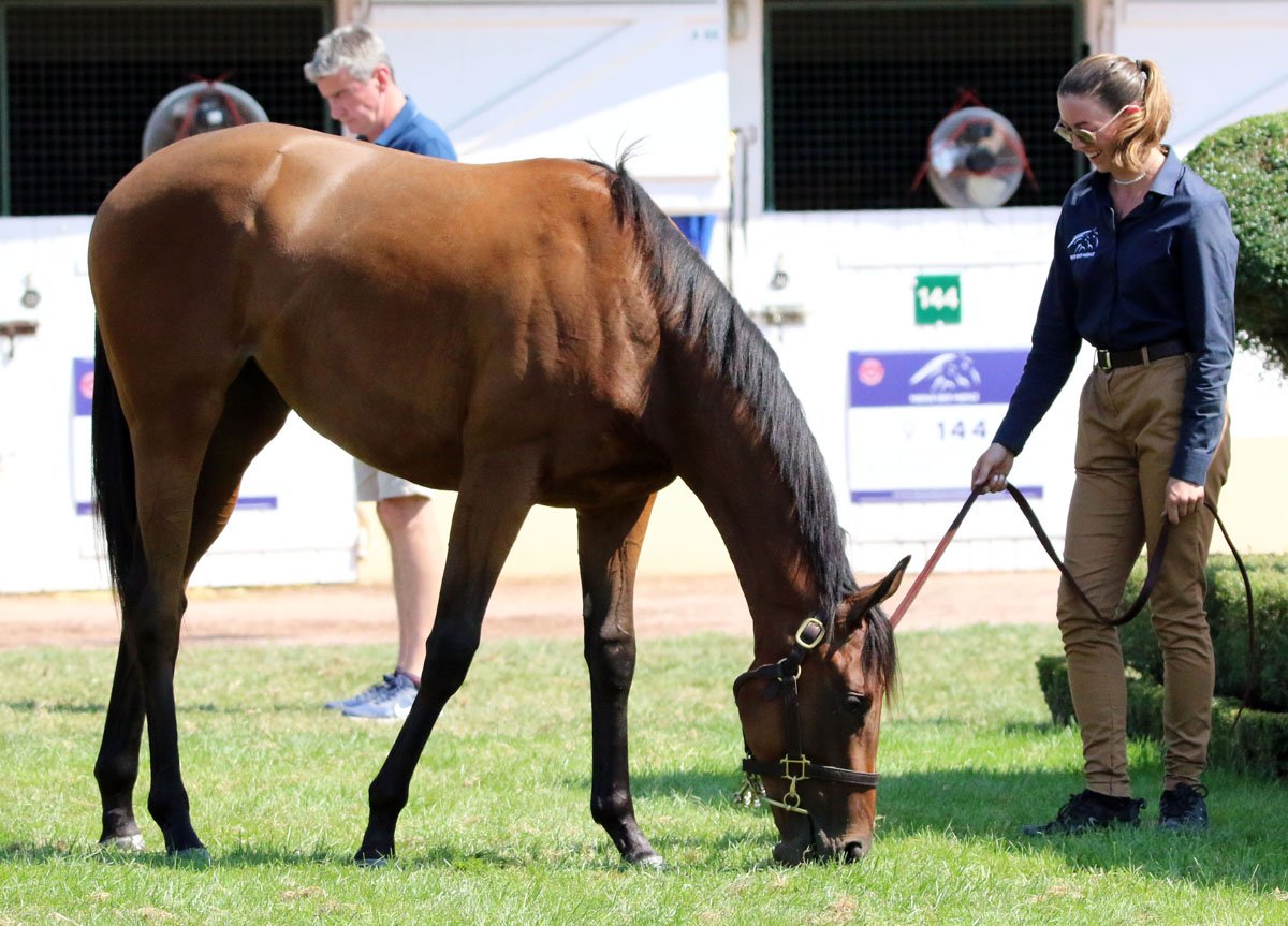 ARQANA : le Who's Who de la vente de yearlings d'août 2025 - France sire