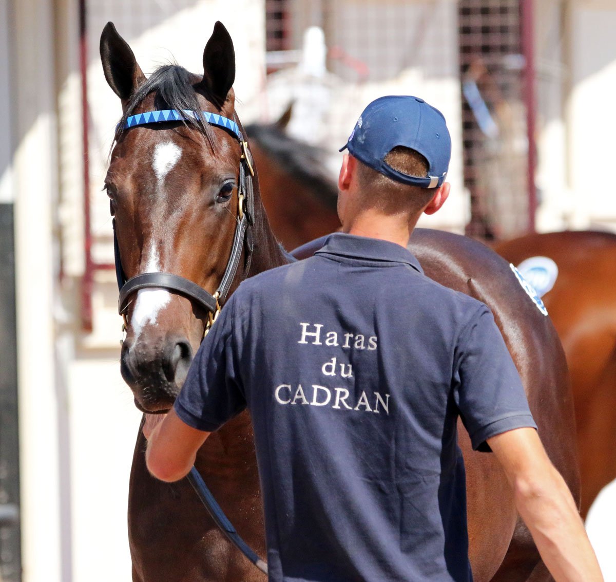 ARQANA : le Who's Who de la vente de yearlings d'août 2025 - France sire