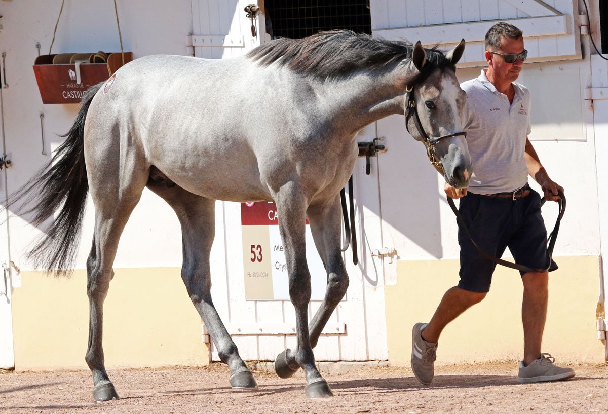 ARQANA : le Who's Who de la vente de yearlings d'août 2025 - France sire