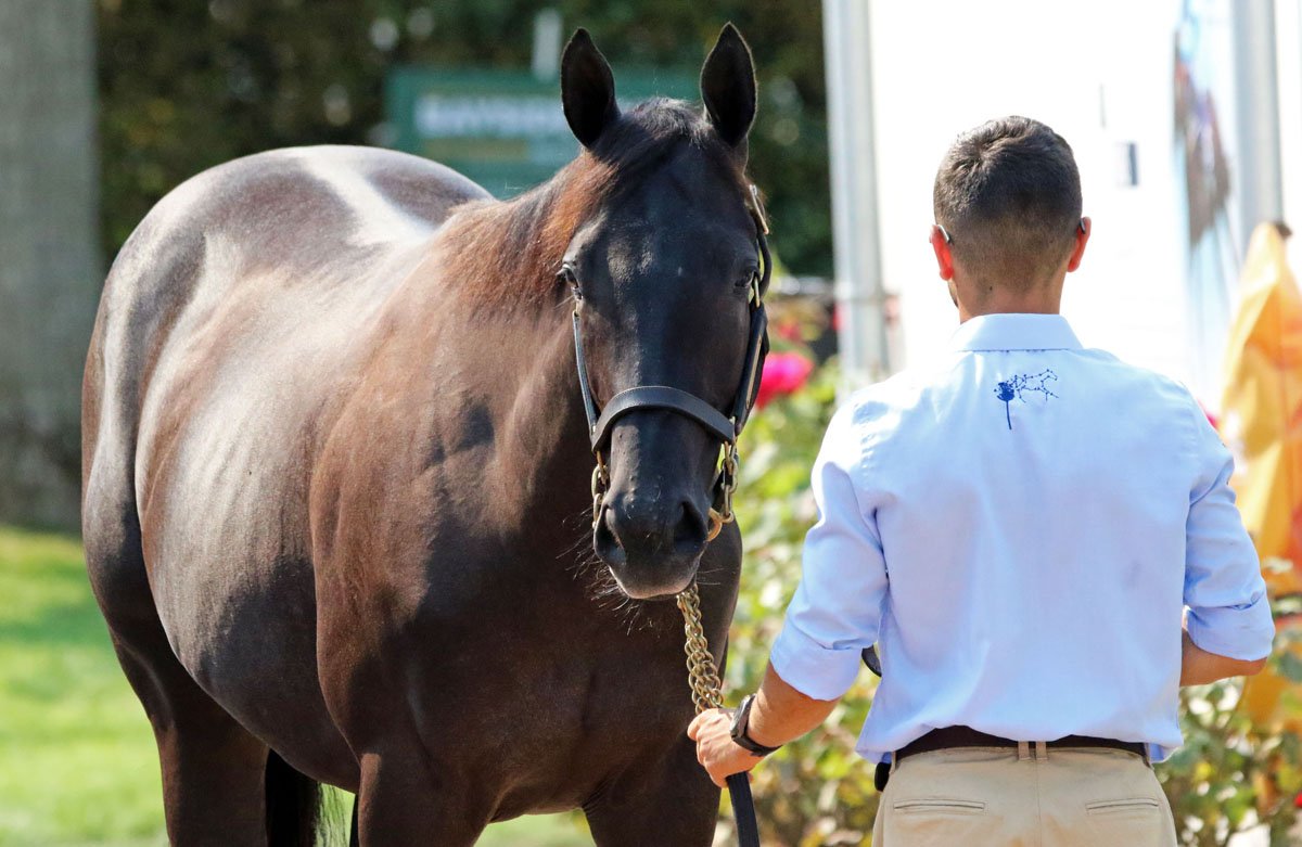 ARQANA : le Who's Who de la vente de yearlings d'août 2025 - France sire