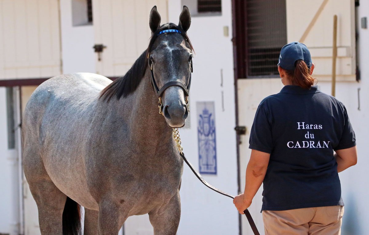ARQANA : le Who's Who de la vente de yearlings d'août 2025 - France sire