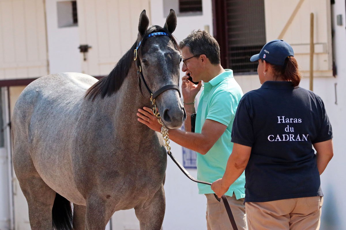 ARQANA : le Who's Who de la vente de yearlings d'août 2025 - France sire