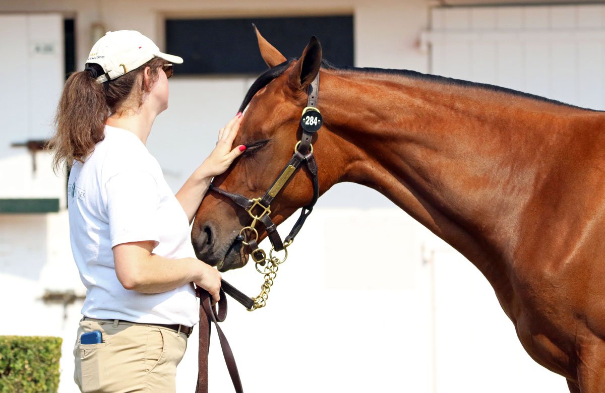 ARQANA : le Who's Who de la vente de yearlings d'août 2025 - France sire