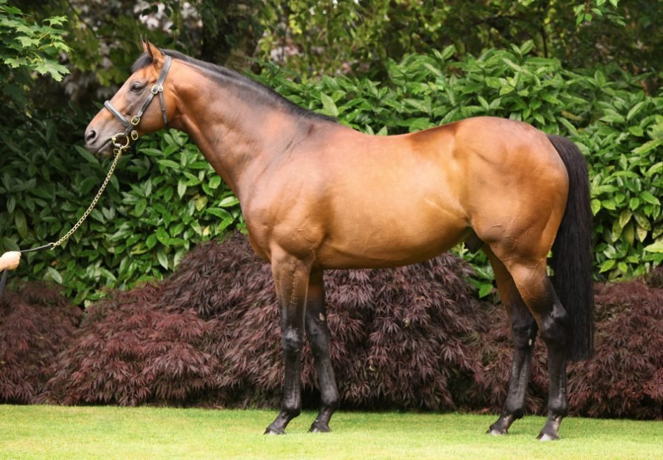 Prix Chaudenay : Tennessee Stud en stayer d'avenir dans un jumelé signé ...