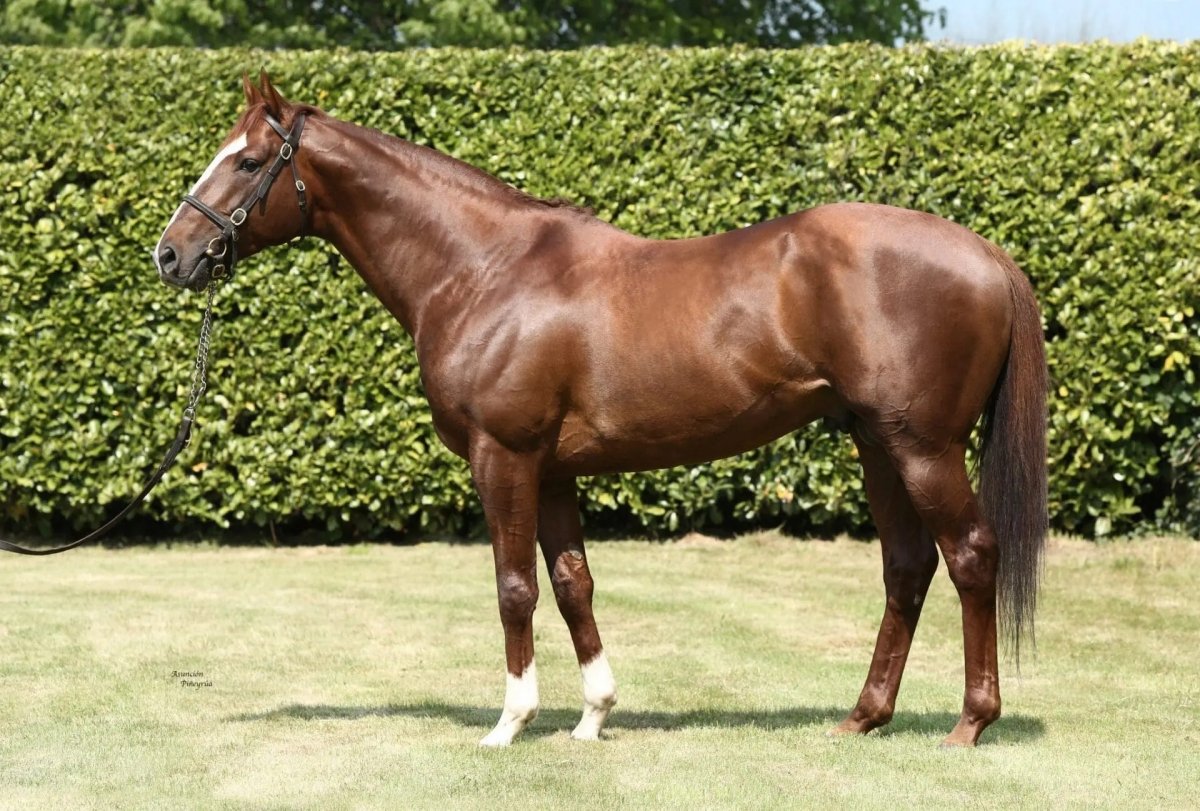 Baptiste Henry (Darley) vous présente Shadow of Light, meilleur 2 ans ...