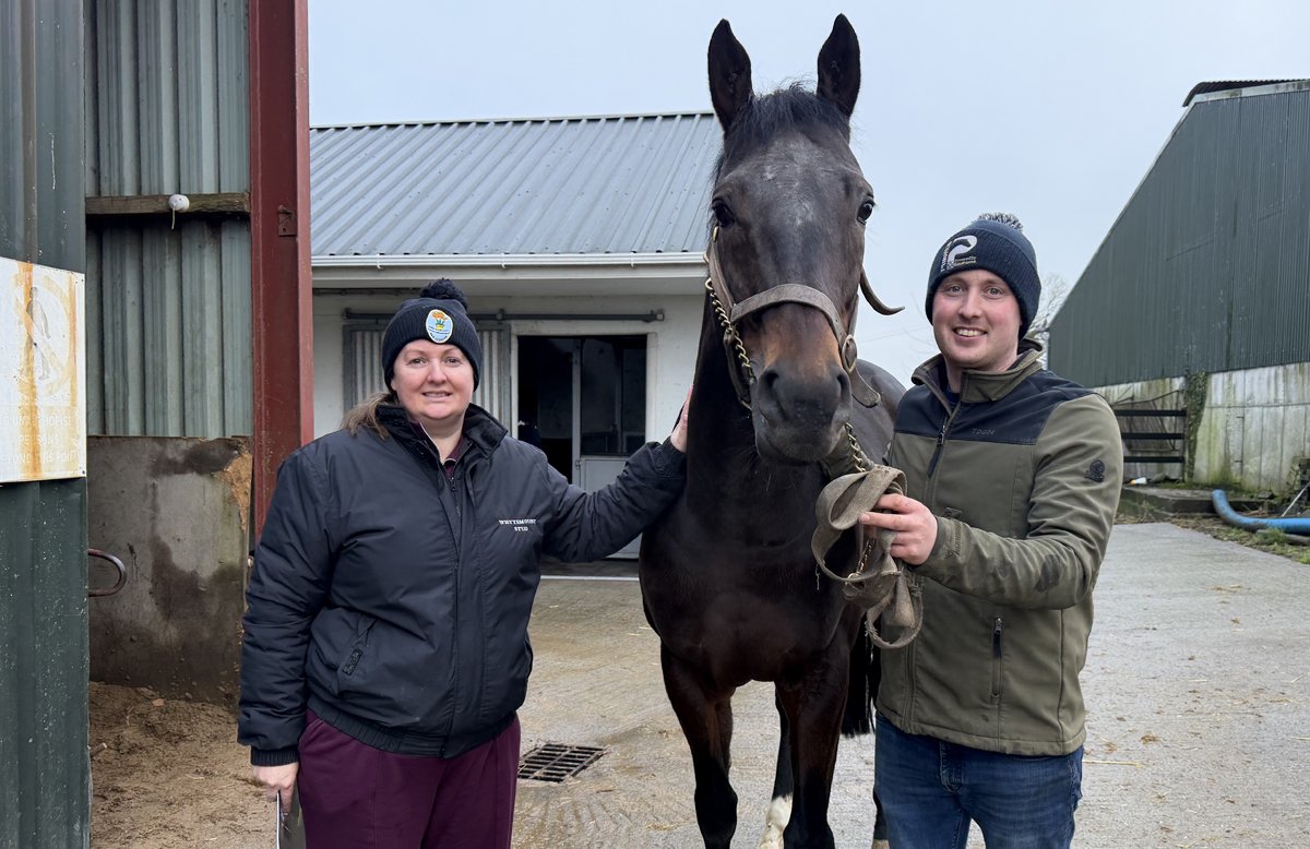 Irish Stallion Trail 2026 : Affinisea et Mojo Star à Wythemount Stud ...