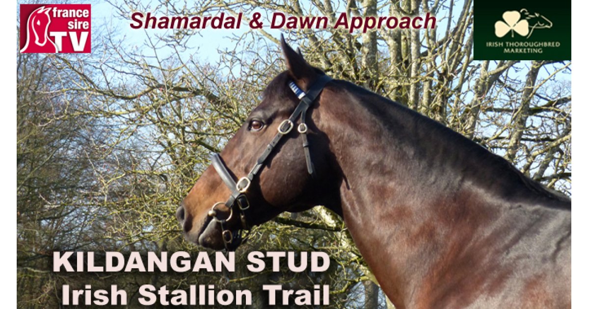 Kildangan Stud (Shamardal & Dawn Approach) : Irish Stallion Trail 2015 ...
