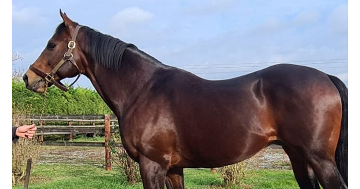 Muhaarar est arrivé au Haras des Faunes ! - France sire