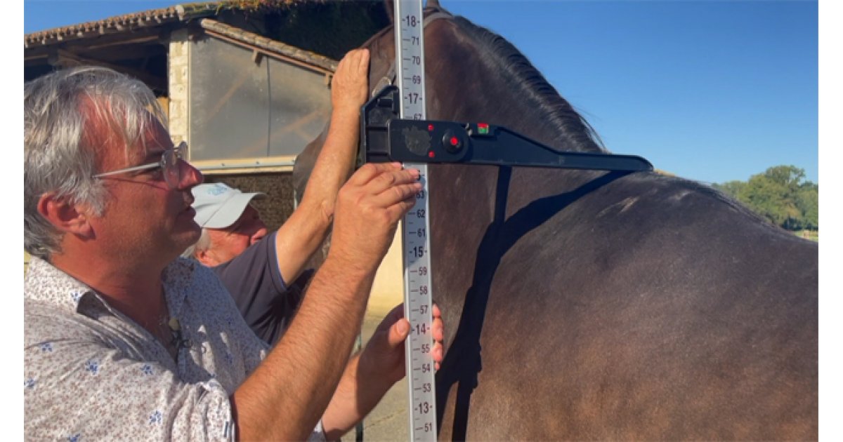 Le tuto vidéo : Comment bien TOISER SON CHEVAL avec Iwantthewinner ...