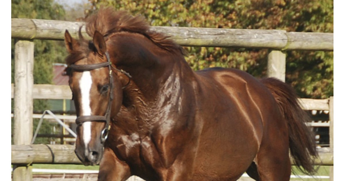 Palamoss, le nouvel étalon du Haras de la Barelière (86) en 2015 ...