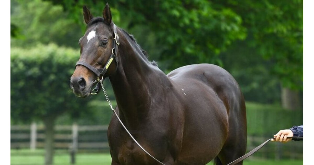 Kamsin : une belle passe alors qu'il rejoint le Haras de la Baie ...