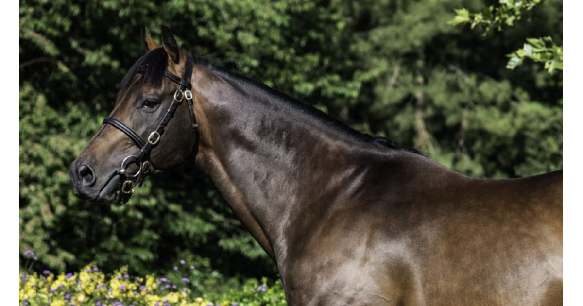 Muhaarar au Haras des #Faunes en 2022 - France sire