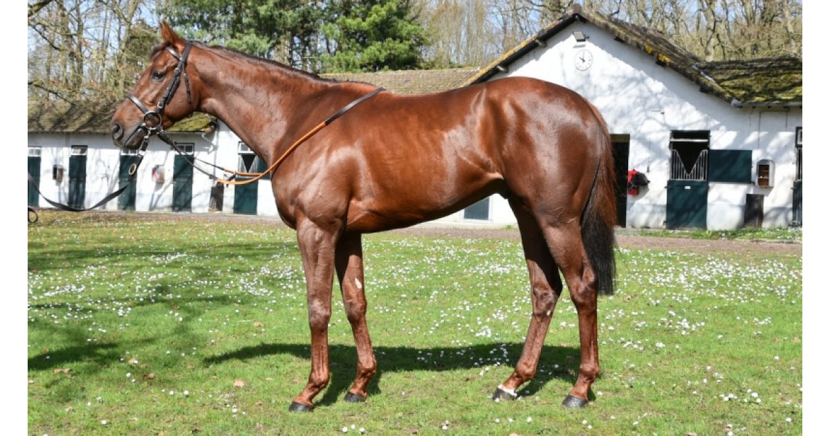 AUCTAV : 5 chevaux à l'entraînement en Vente Flash - France sire