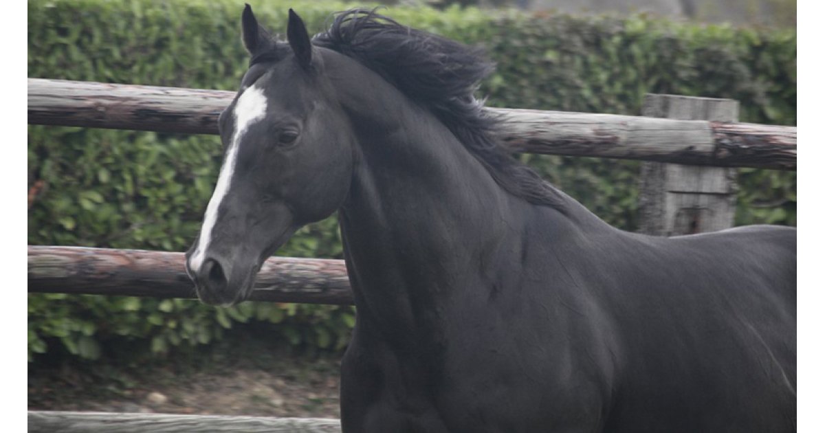 American Devil dans le Sud-Ouest au Haras des Rocs en 2023 - France sire
