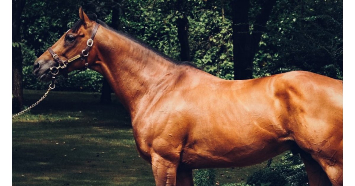Mondialiste tient il un espoir classique avec Mondo Man ? - France sire
