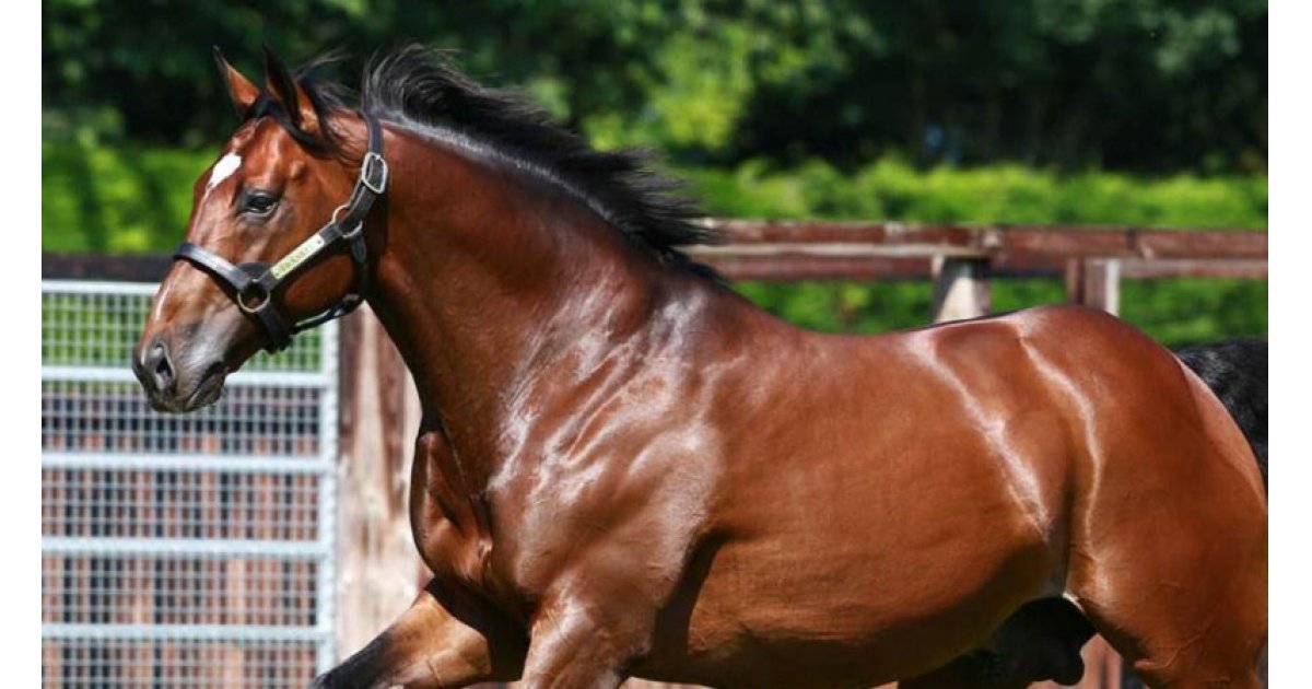 Découvrez quels ont été les meilleurs étalons de 2023 aux quatre coins ...