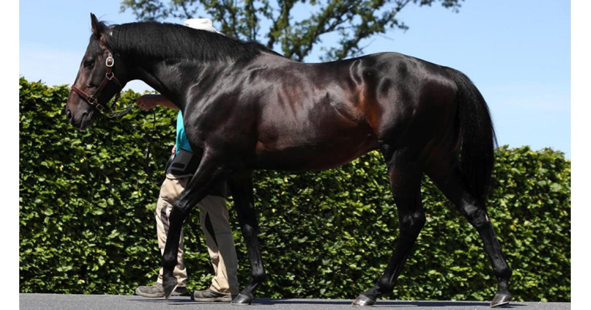 Weltstar, gagnant du Derby Allemand, débute étalon à Longechaux ...
