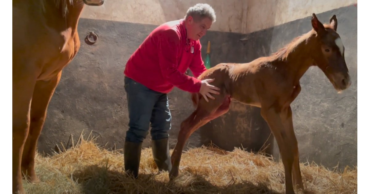Vivez un poulinage en immersion au Haras de Saint Voir ! - France sire