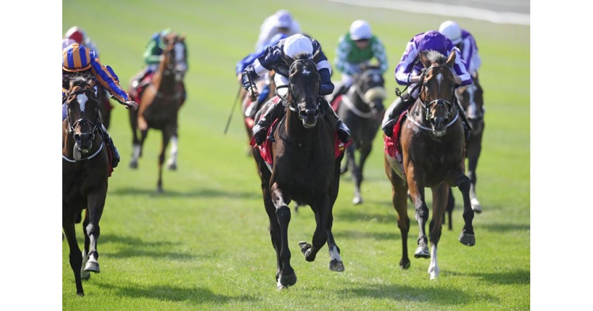 Latrobe, lauréat de l'Irish Derby et nouvel étalon d'obstacle du Haras ...