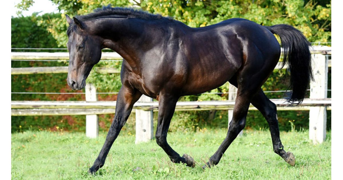 Invincible Army, un fils du grand Invincible Spirit au Haras des ...