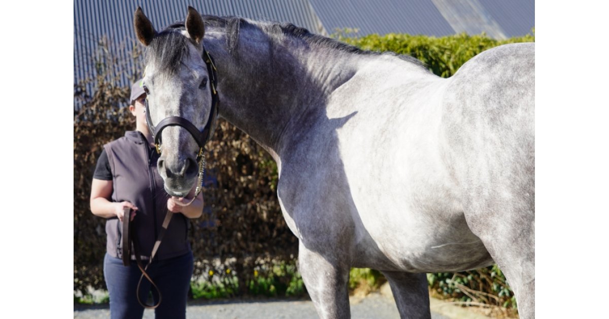 Rubis Vendome, la VIDEO de l'étalon au Haras de la Haie Neuve avec ...