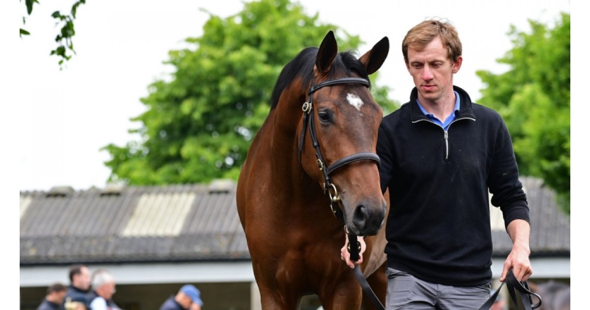 50e Derby Sale de Tattersalls Ireland : les étalons français ont le ...