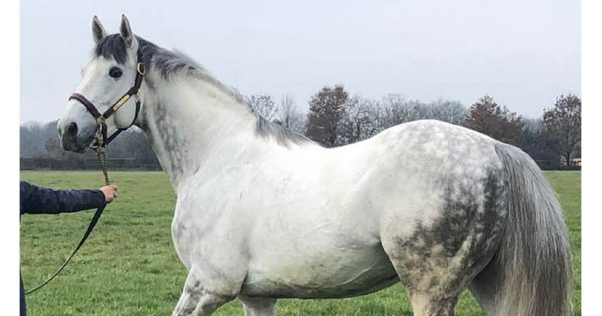 Dalyakan, la souche des cracks Dalakhani et Daylami au Haras du Biot en ...