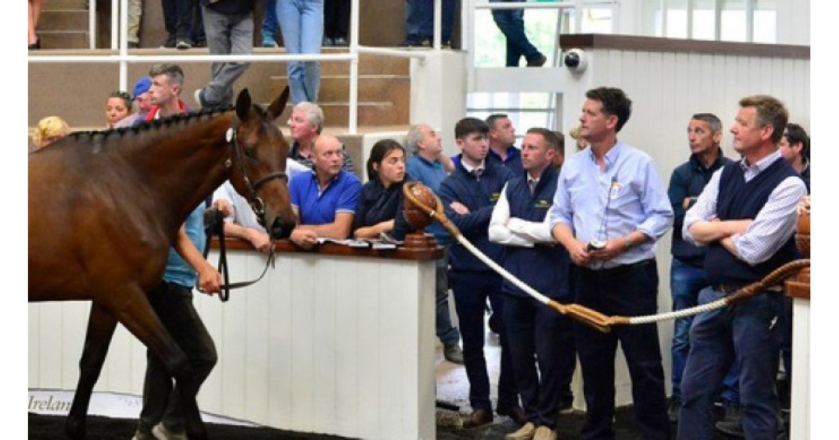 Derby Sale 2022 : les frères Bleahen, Kapgarde et les "Fr" dominent une ...