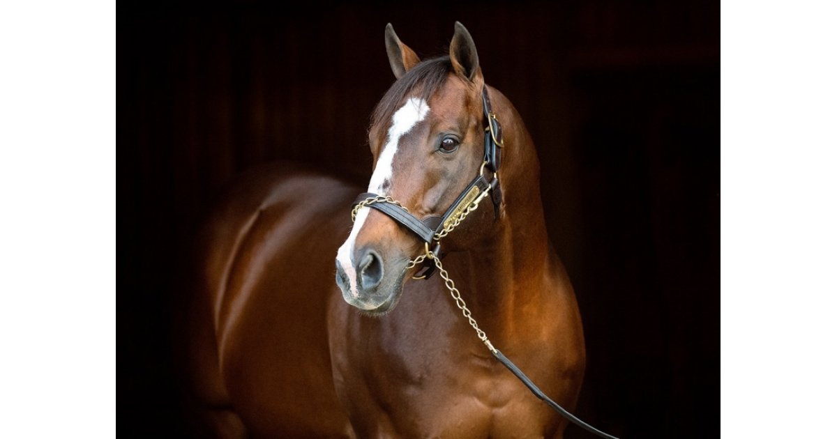 Into Mischief, le meilleur étalon américain, gagne enfin un vrai ...