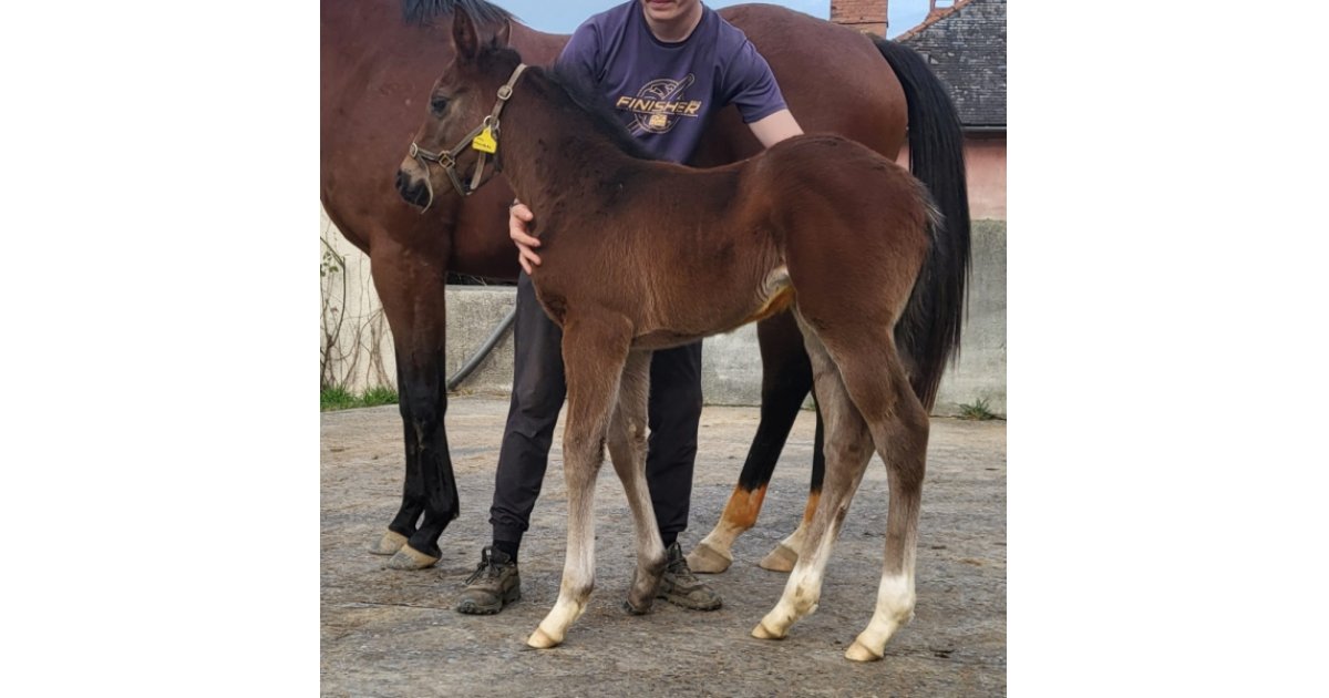 Les premiers foals de Marianafoot sont nés - France sire