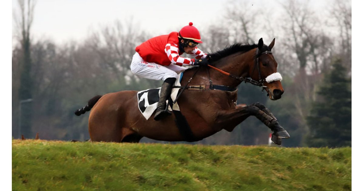 Grand Cross de Pau 2025: le triplé d'Hip Hop Conti, l'exploit de Patrick Joubert - France sire