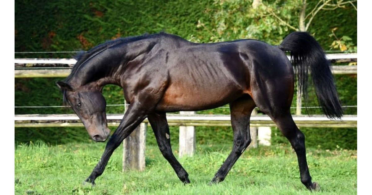 Invincible Army sort son 1er gagnant de Groupe en Irlande - France sire