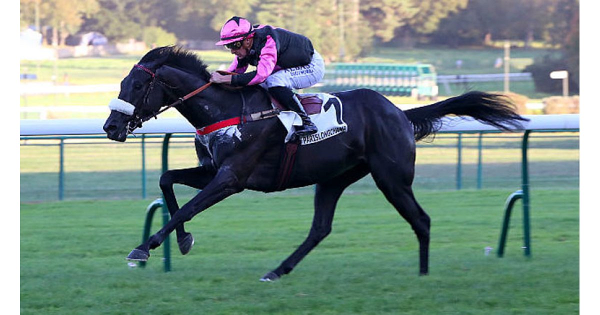 Jeu de Thaix, rare mais si doué pour Michel Bourgneuf - France sire