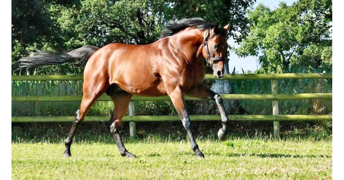 Leurs premiers 2 ans en 2023 (3/6) : Le Brivido - France sire